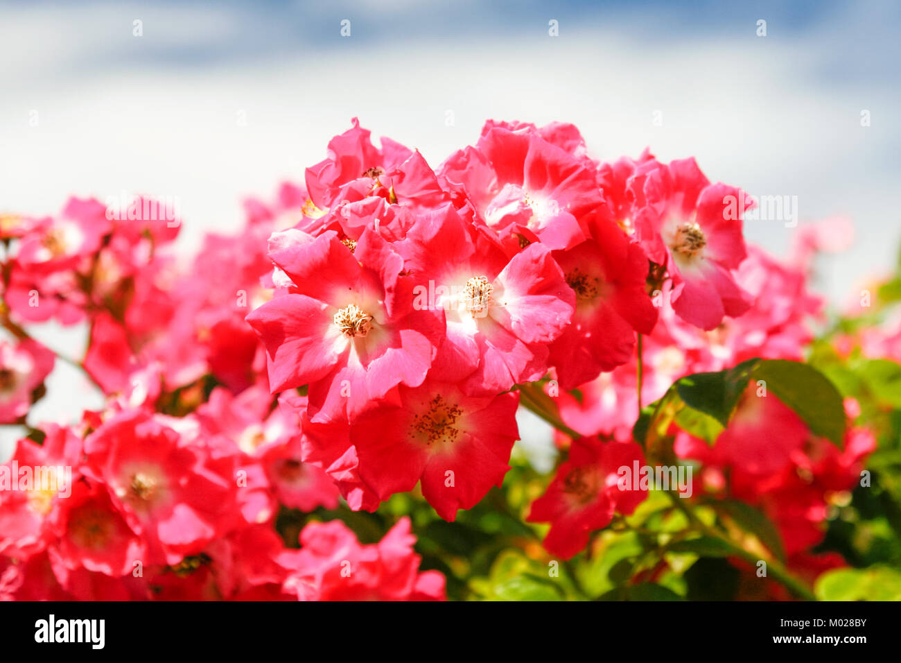 travel to France - pink briar flowers on bush on atlantic coast in ...