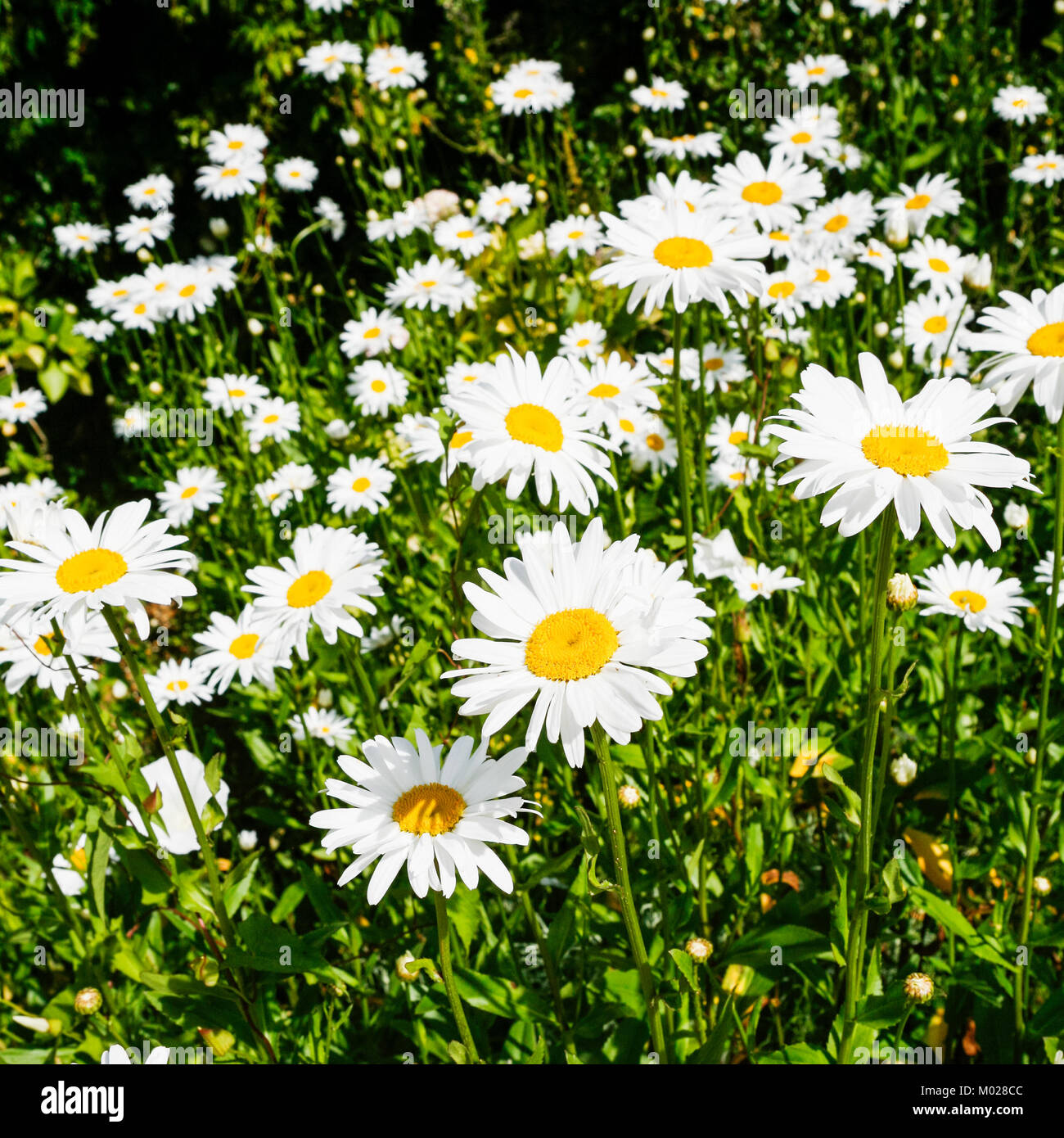 Brittany coast wild flowers hi-res stock photography and images - Alamy