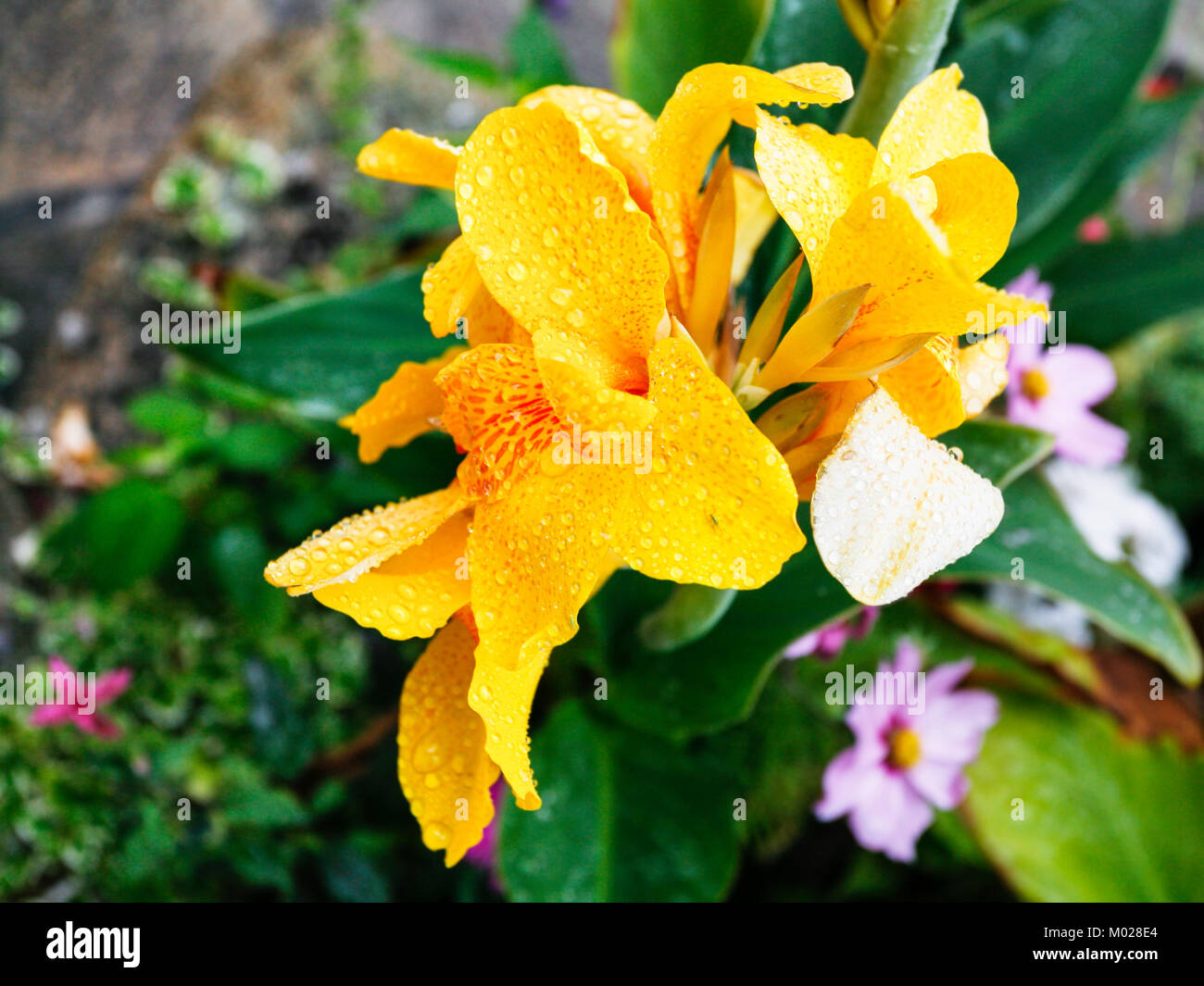 French lily under hi-res stock photography and images - Alamy