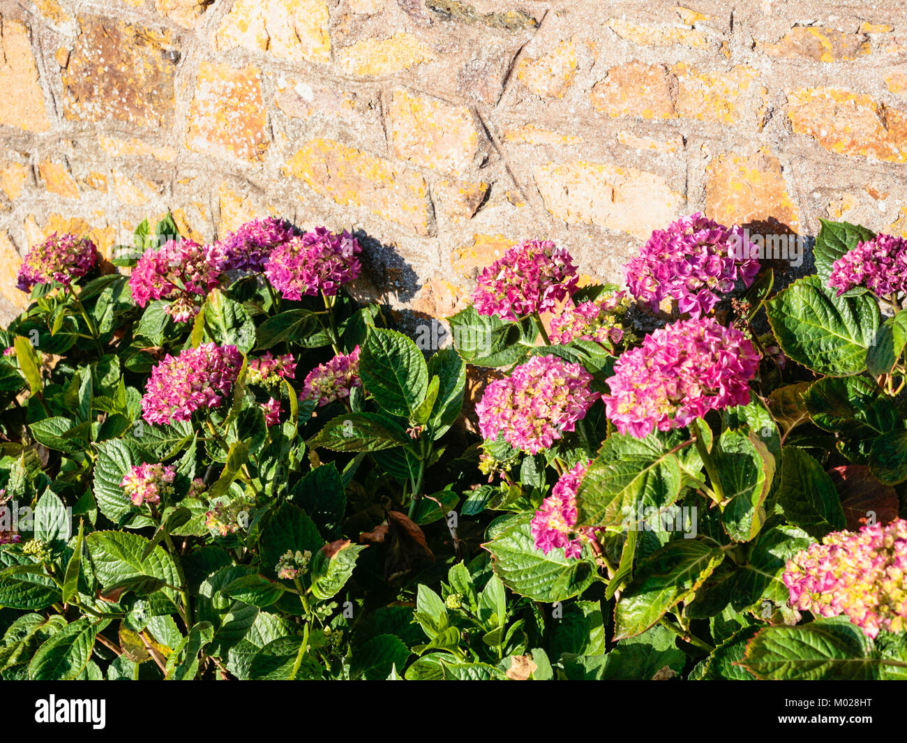 travel to France - traditional pink hydrangea flowers near house wall ...