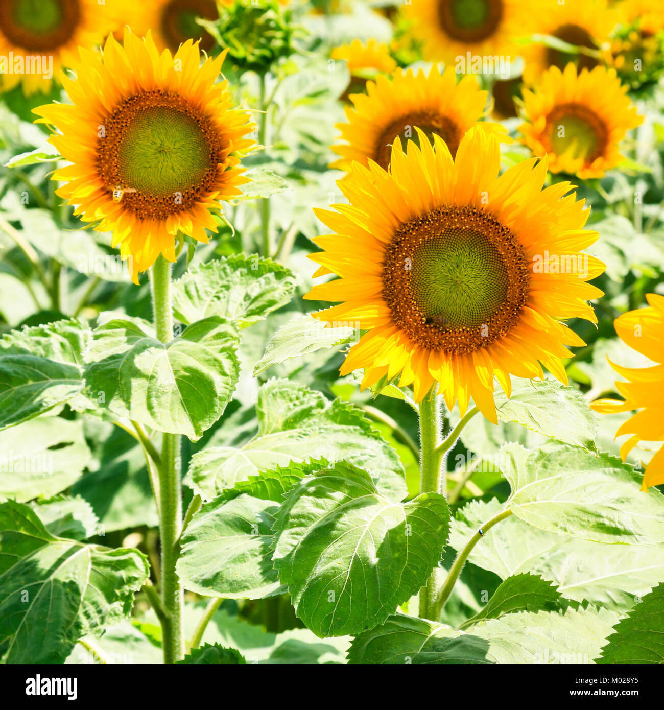 country landscape - yellow sunflower blooms on field in Val de Loire ...