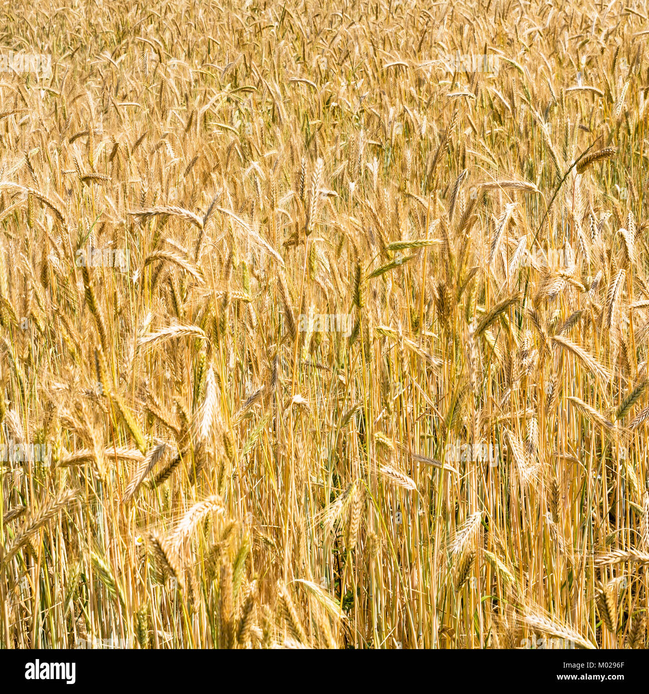 country landscape - ripe rye ears on field in Bavaria in summer day in ...
