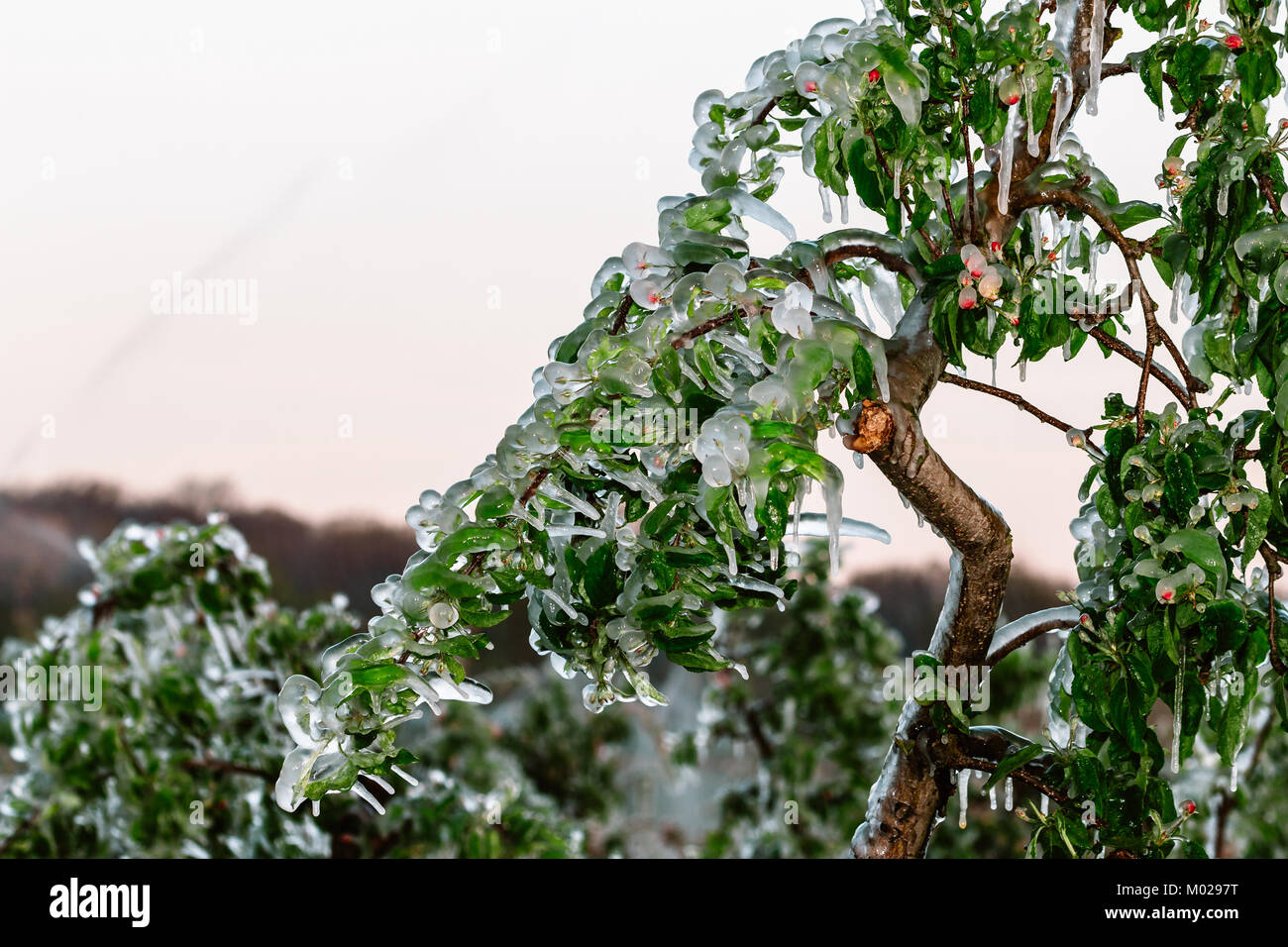 Layer of protective ice covering apple and fruit trees keeping them ...