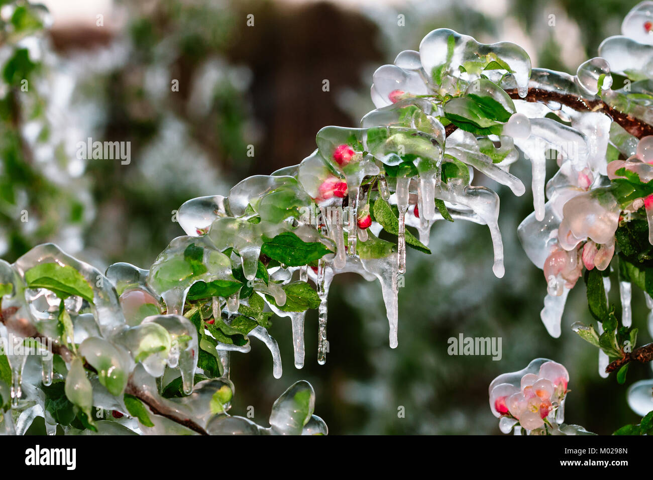 Layer of protective ice covering apple and fruit trees keeping them ...