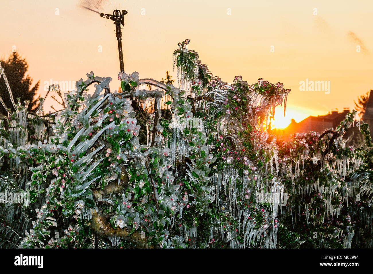 Layer of protective ice covering apple and fruit trees keeping them ...