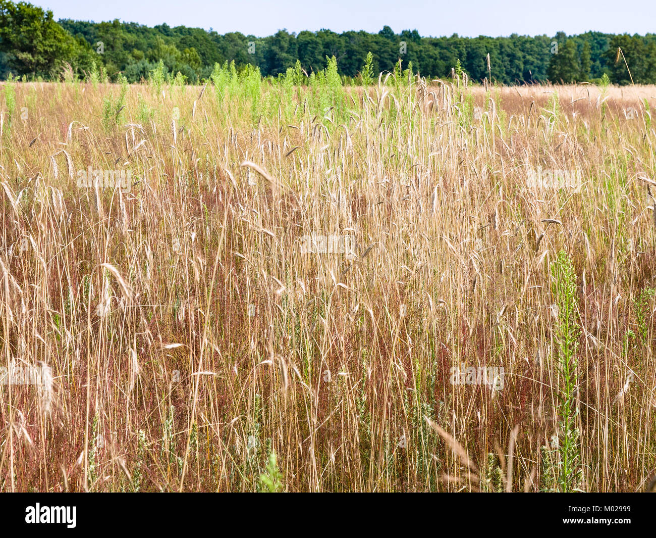 country landscape - rye field with weed grasses in Central Poland in ...