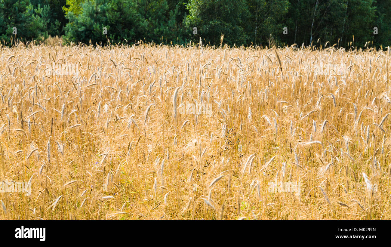 country landscape - field of ripe yellow rye in Central Poland in ...
