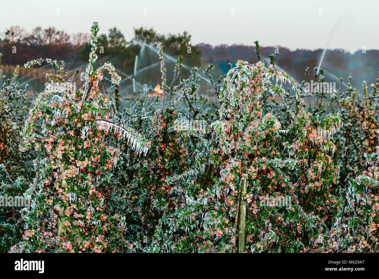 Layer of protective ice covering apple and fruit trees keeping them ...