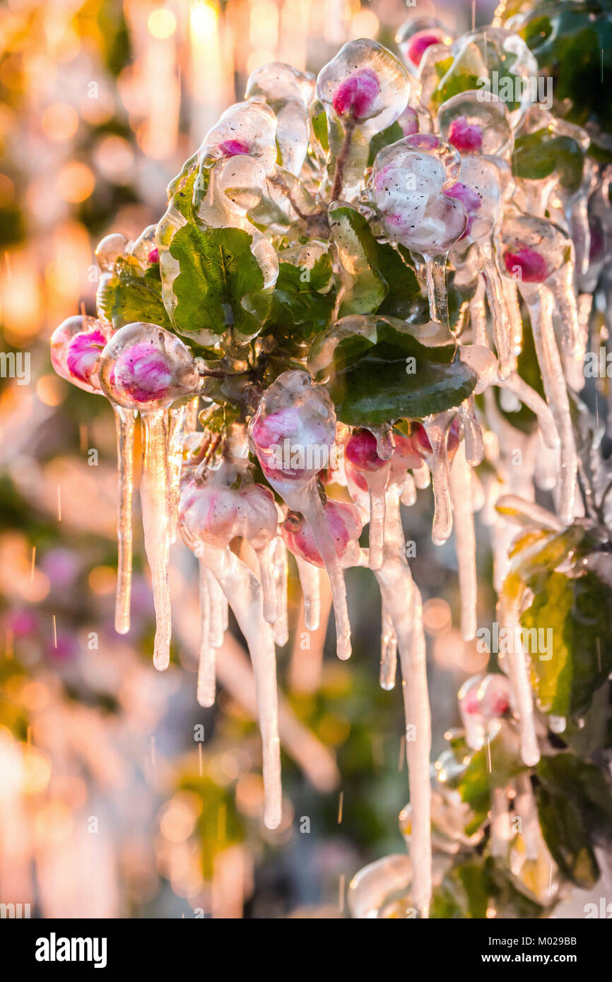 Layer of protective ice covering apple and fruit trees keeping them ...