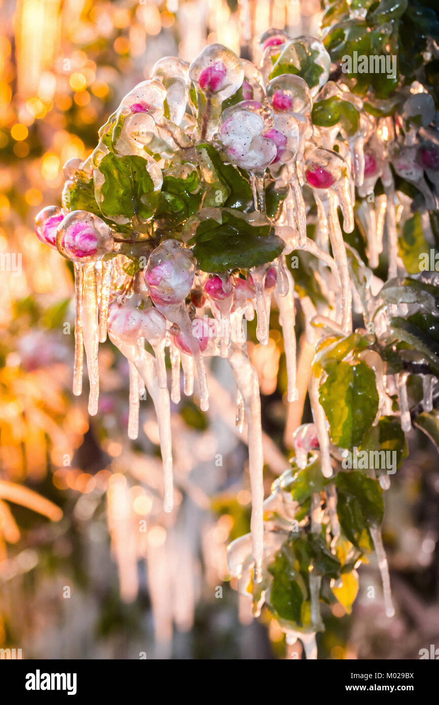 Layer of protective ice covering apple and fruit trees keeping them ...