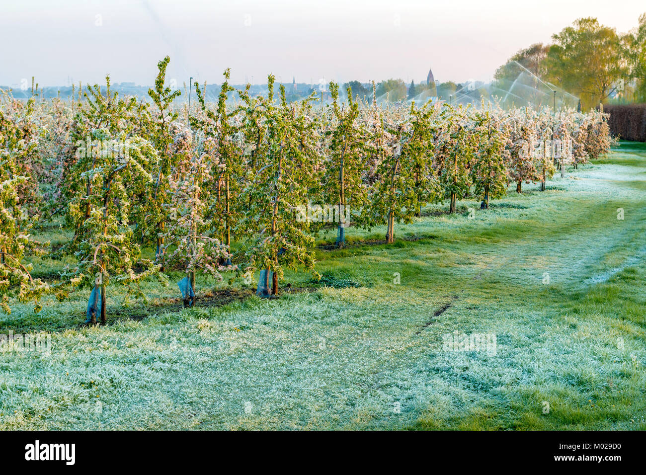 Layer of protective ice covering apple and fruit trees keeping them ...