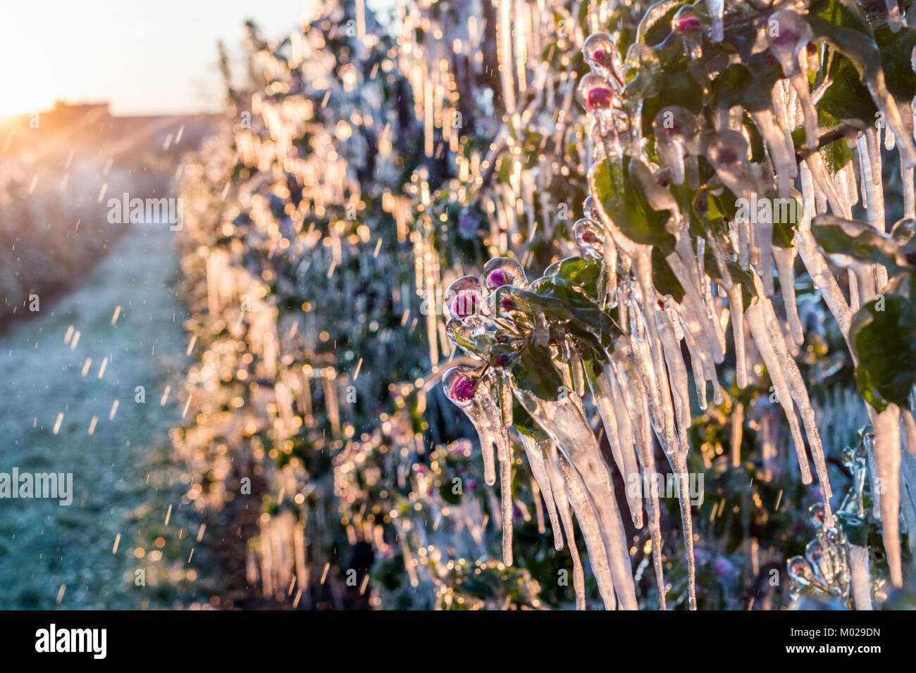 Layer of protective ice covering apple and fruit trees keeping them ...