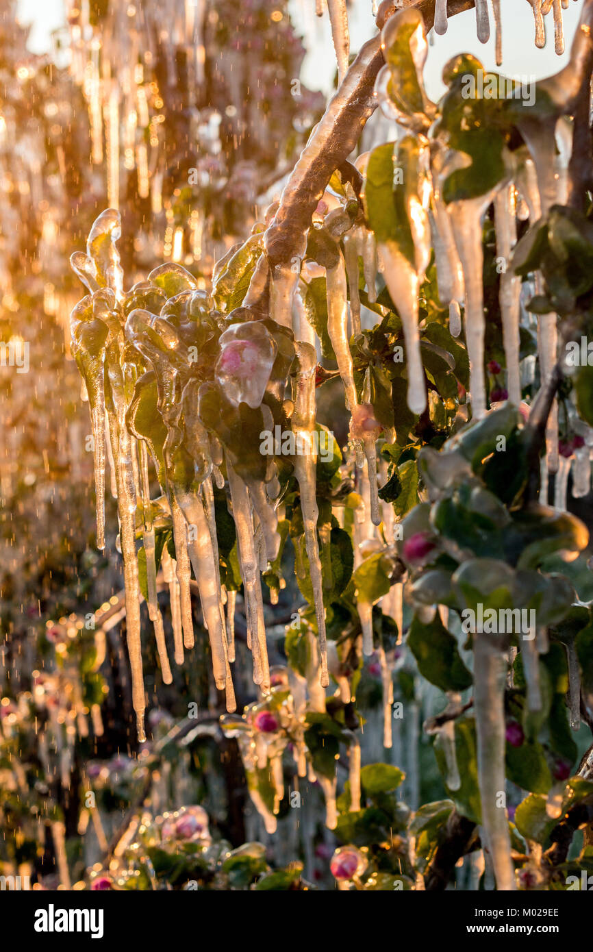 Layer of protective ice covering apple and fruit trees keeping them ...