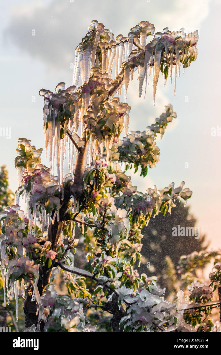 Layer of protective ice covering apple and fruit trees keeping them ...