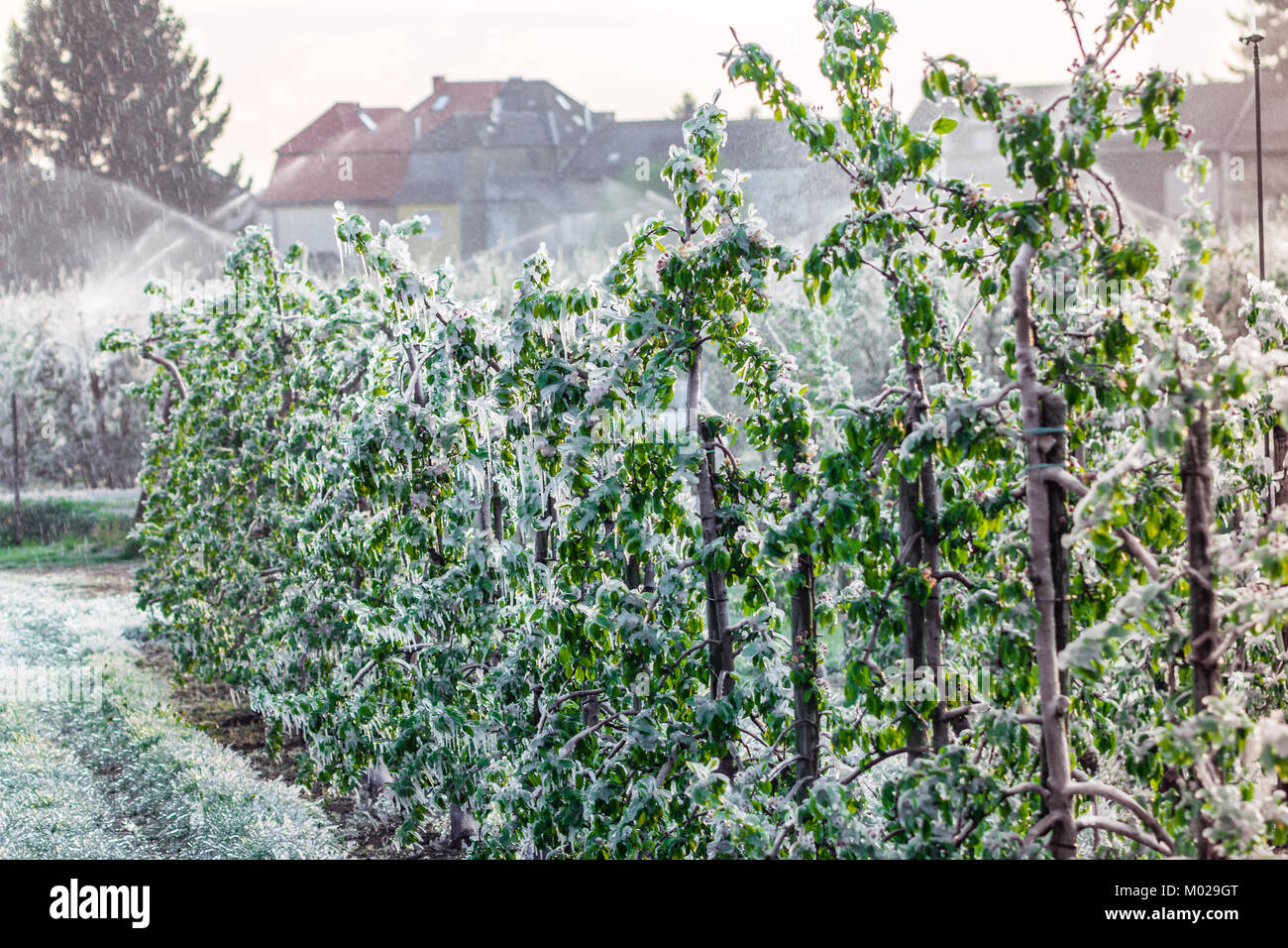 Apple frost protection hi-res stock photography and images - Alamy