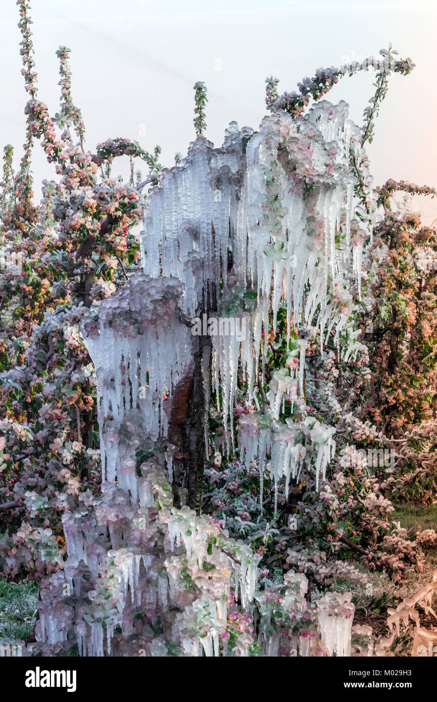 Layer of protective ice covering apple and fruit trees keeping them ...