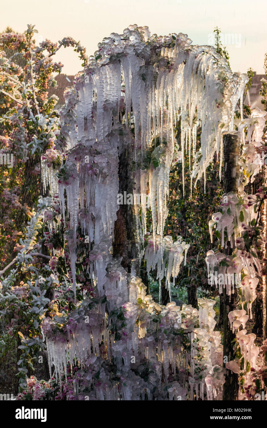 Layer of protective ice covering apple and fruit trees keeping them ...