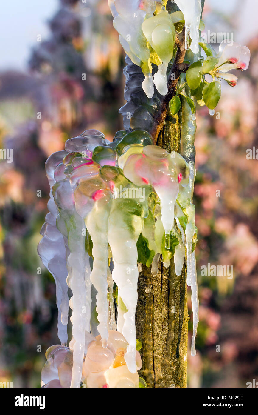 Layer of protective ice covering apple and fruit trees keeping them ...