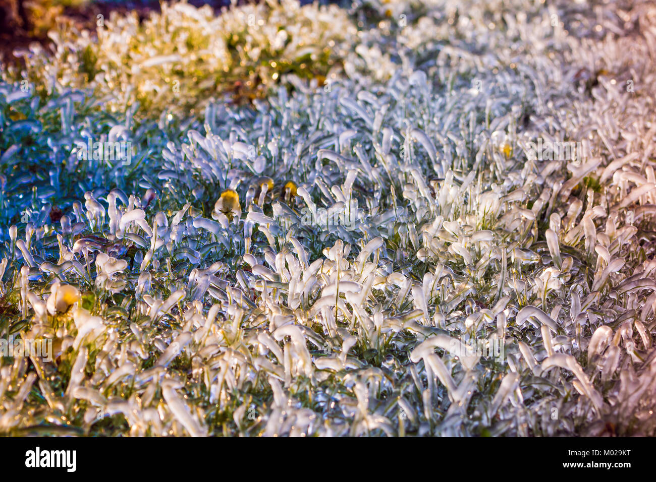 Layer of protective ice covering apple and fruit trees keeping them ...