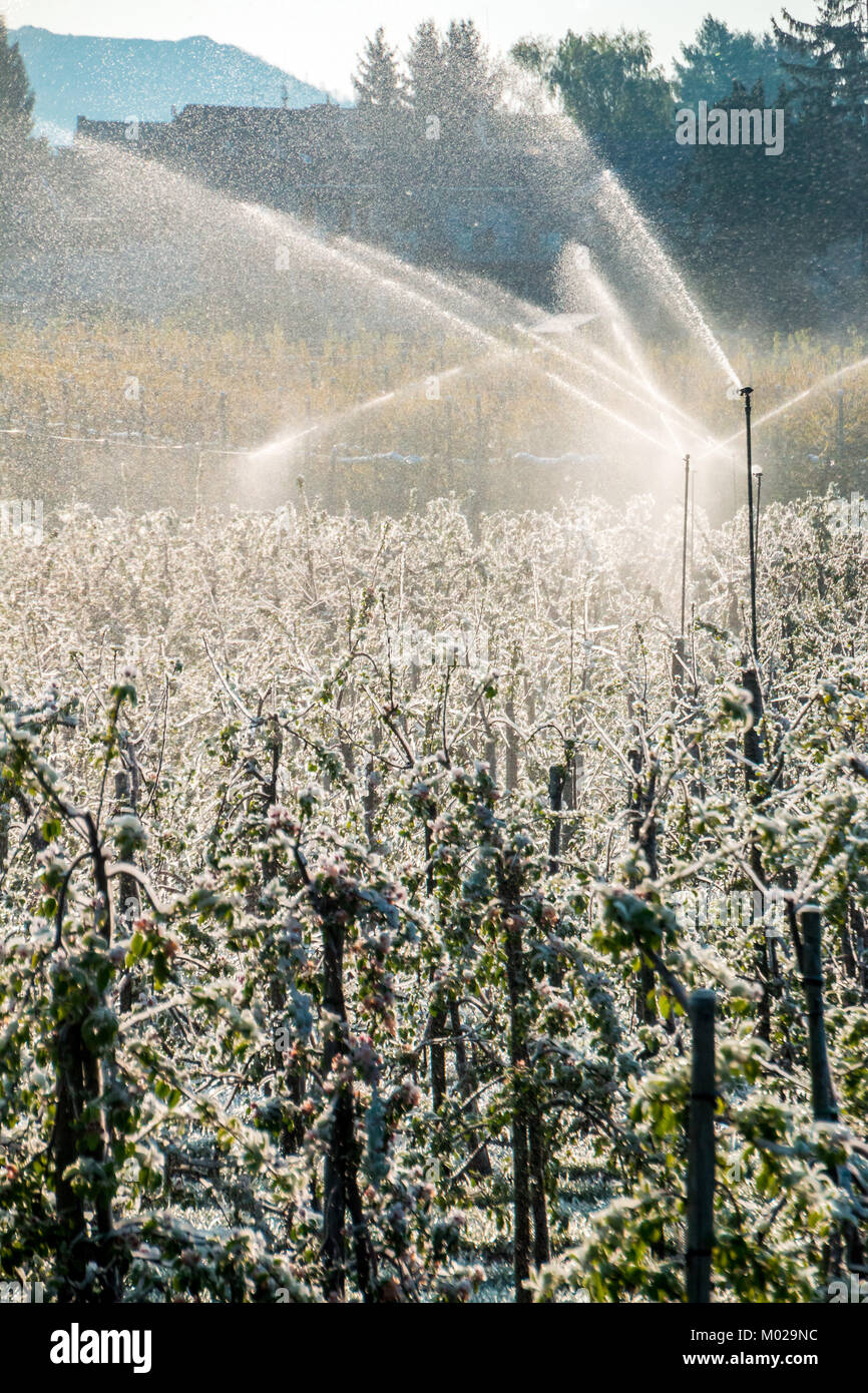 Layer of protective ice covering apple and fruit trees keeping them ...