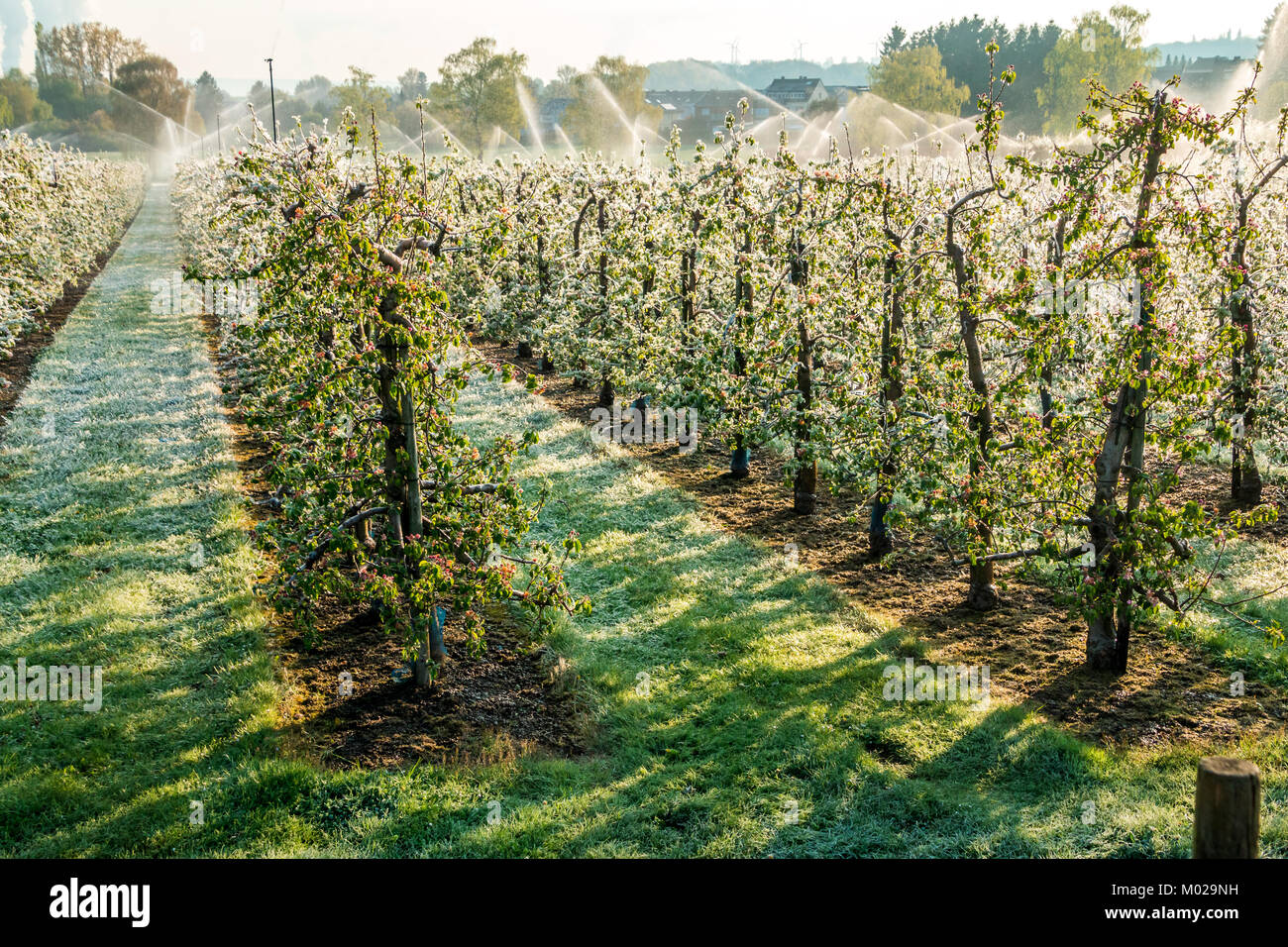 Layer of protective ice covering apple and fruit trees keeping them ...