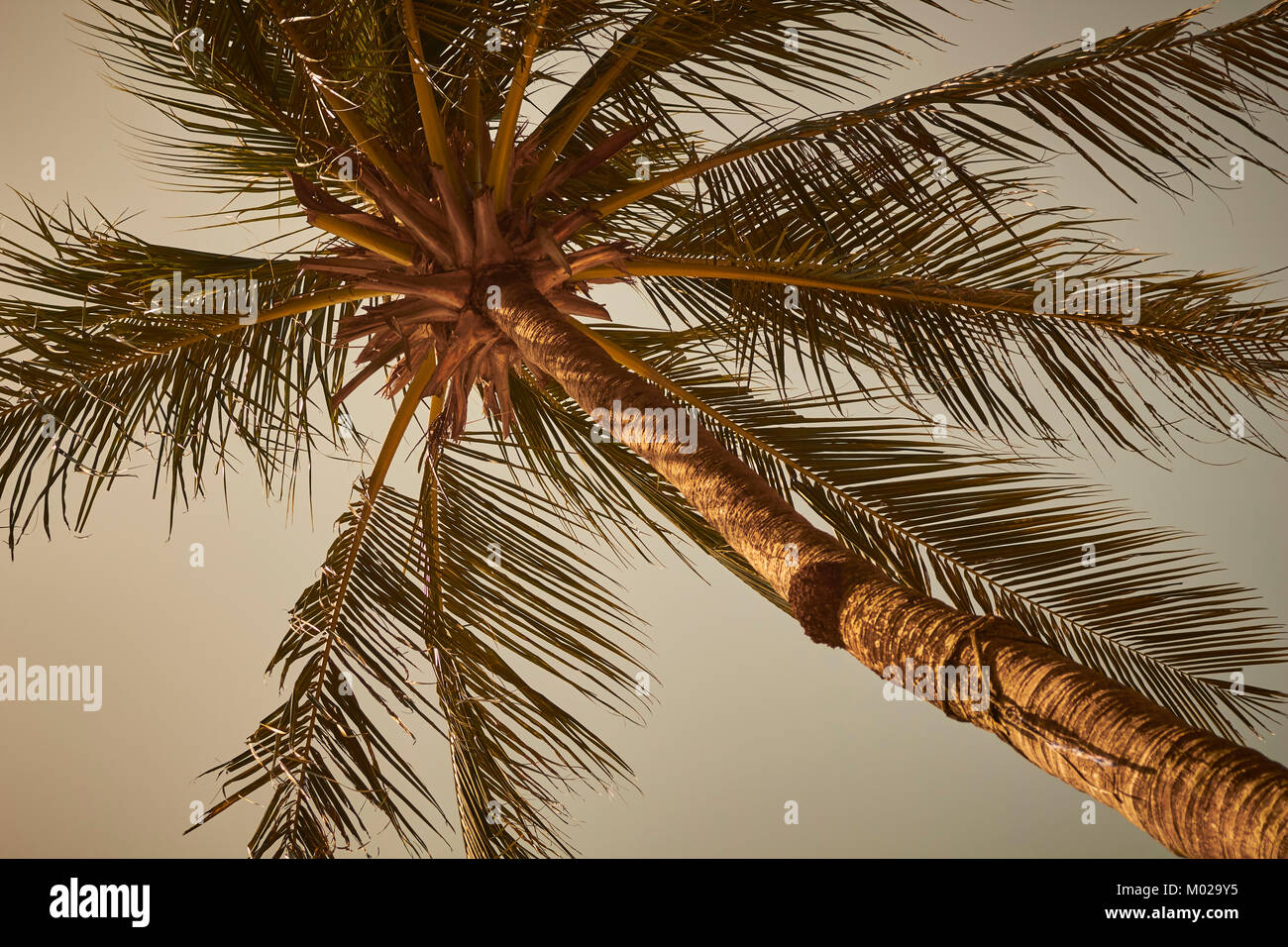 Southeast palm tree hi-res stock photography and images - Alamy