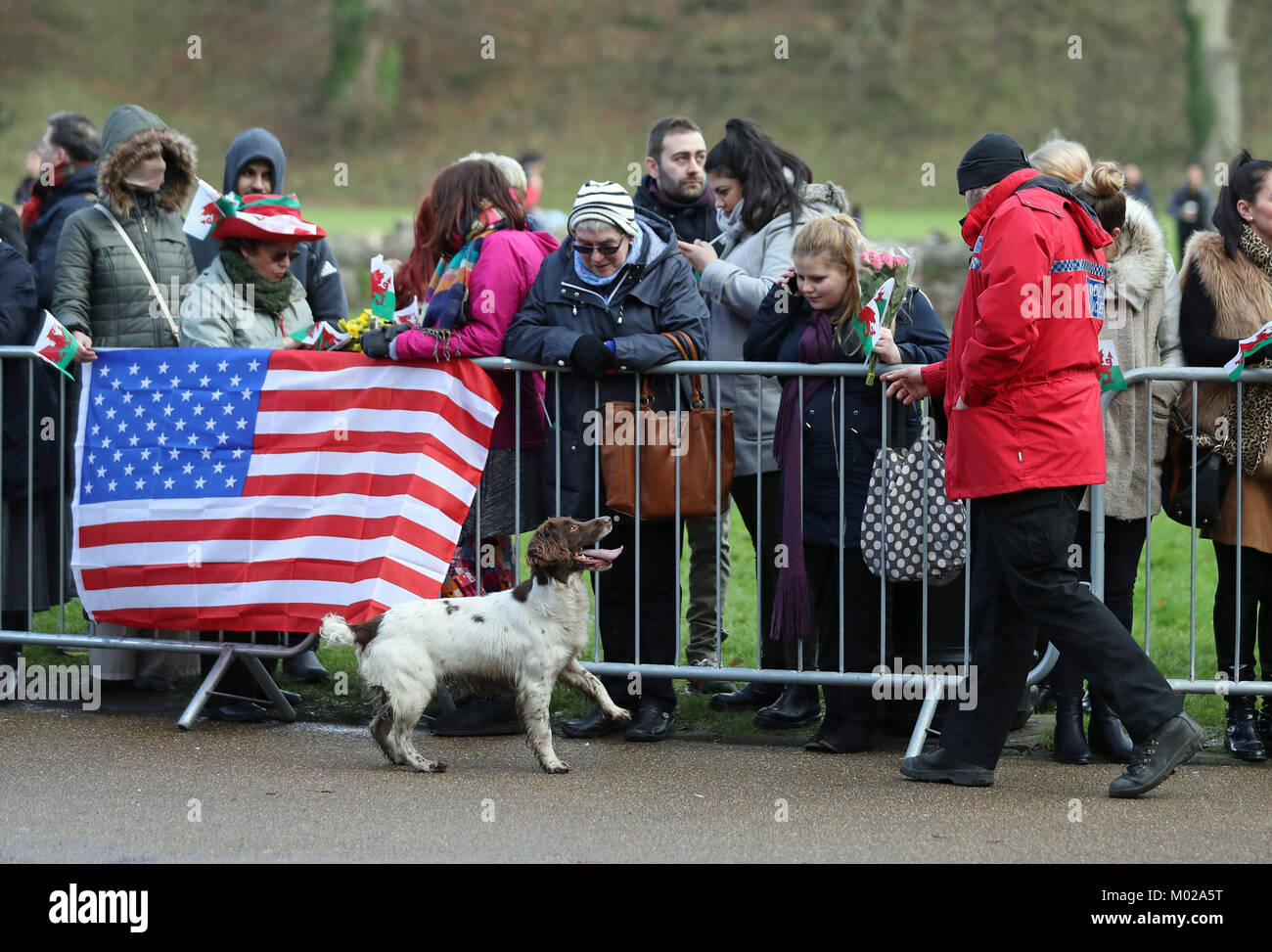 A police sniffer dog at work in front of members of the public awaiting ...