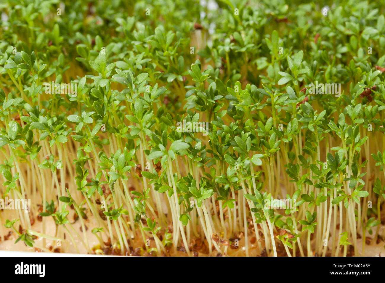 Cress seedlings isolated on white background Stock Photo - Alamy