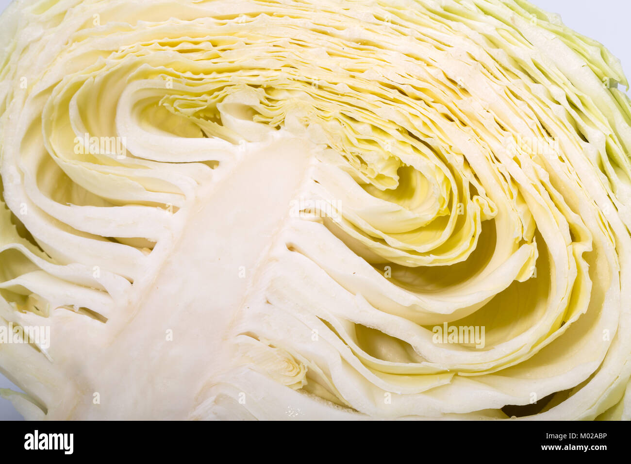 white cabbage, texture of cut white cabbage showing inside curly ...