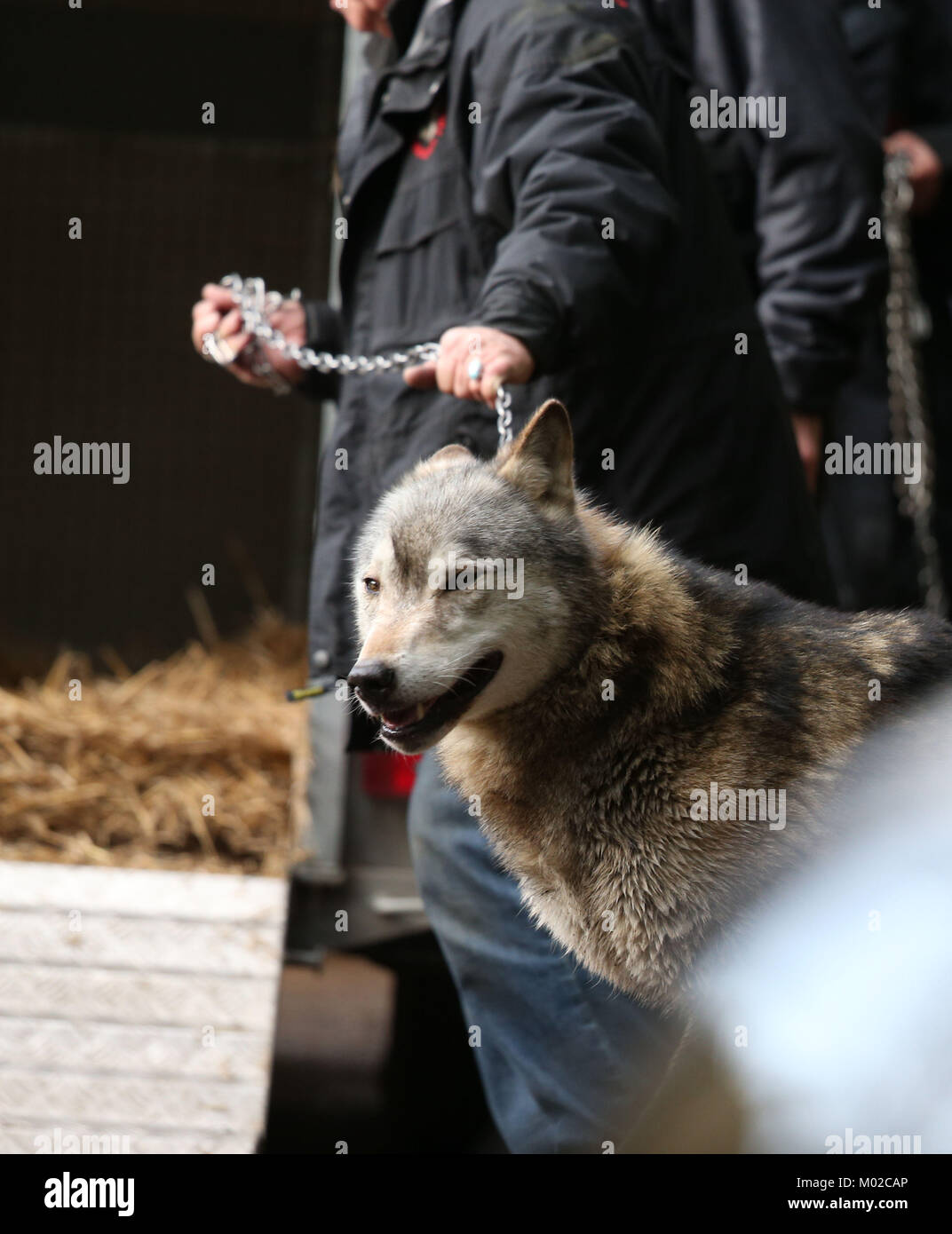 Back on the lead ... the wolf which escaped from the UK Wolf ...