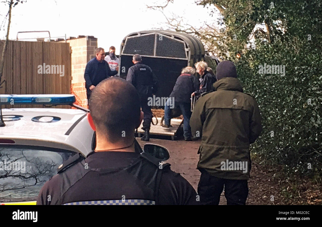A police officer watches as the wolf which escaped from the UK Wolf ...