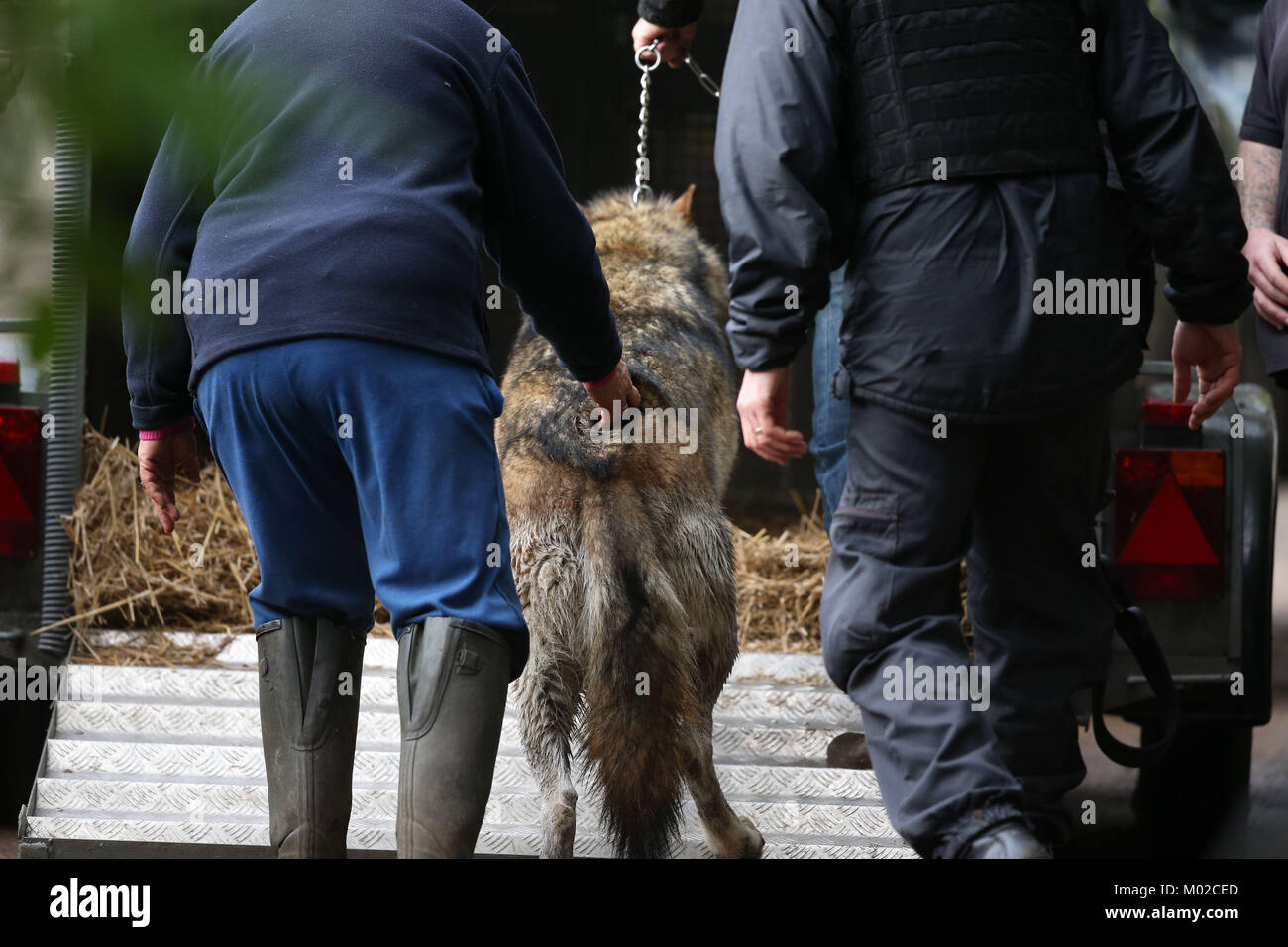 Back on the lead ... the wolf which escaped from the UK Wolf ...