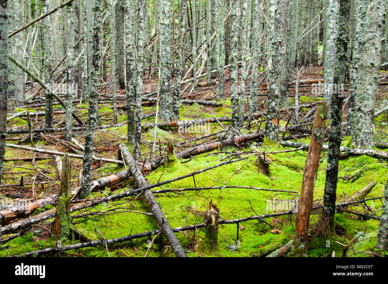 Dead Trees Forest Stock Photo - Alamy