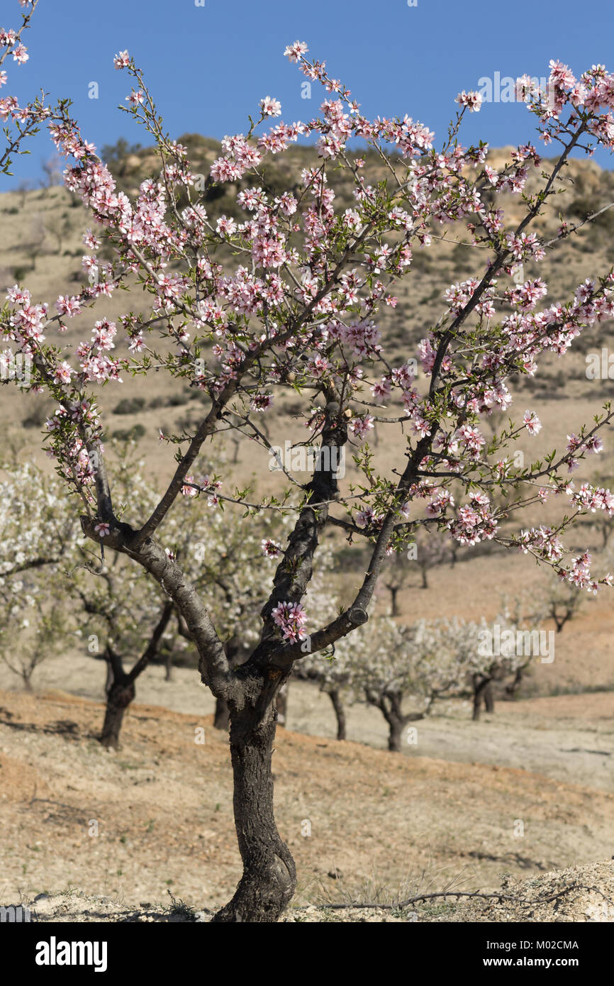 Prunus Dulcis, Almond Trees with Pink blossom, Almanzora Valley ...