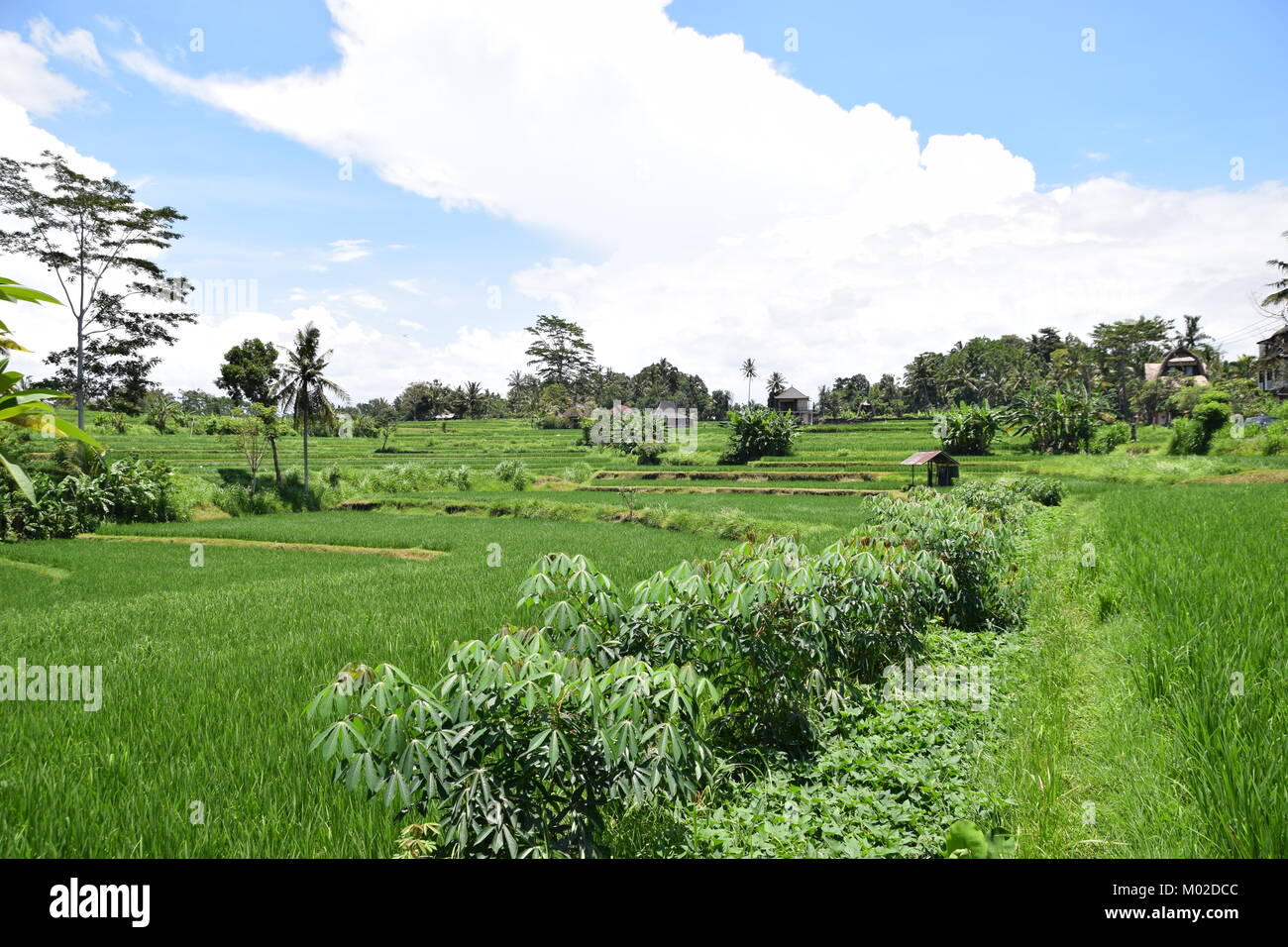 Paddy fields, Ubud, Bali Stock Photo - Alamy