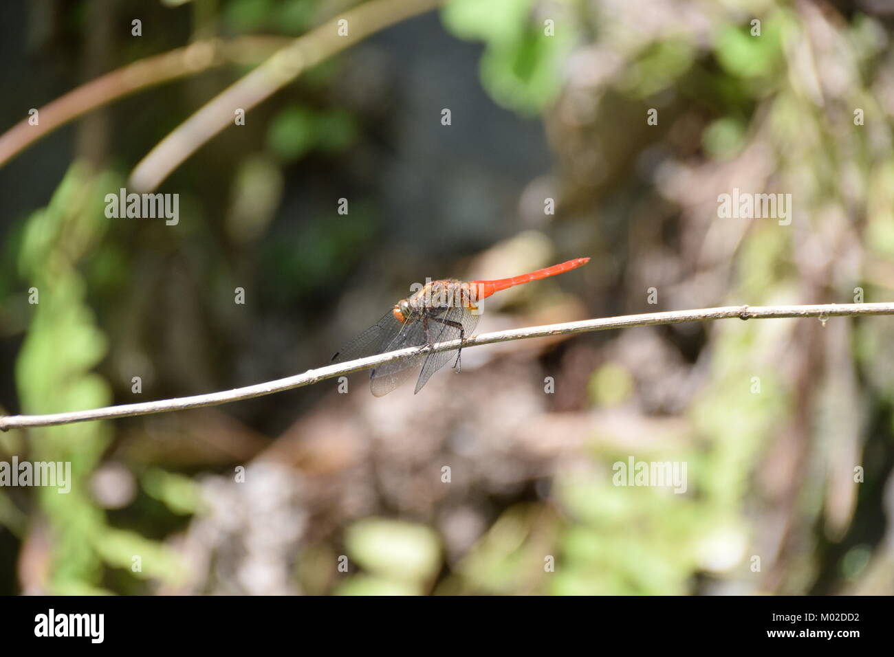 Orange Skimmer dragonfly (Orthetrum testaceum), Ubud, Bali, Indonesia ...