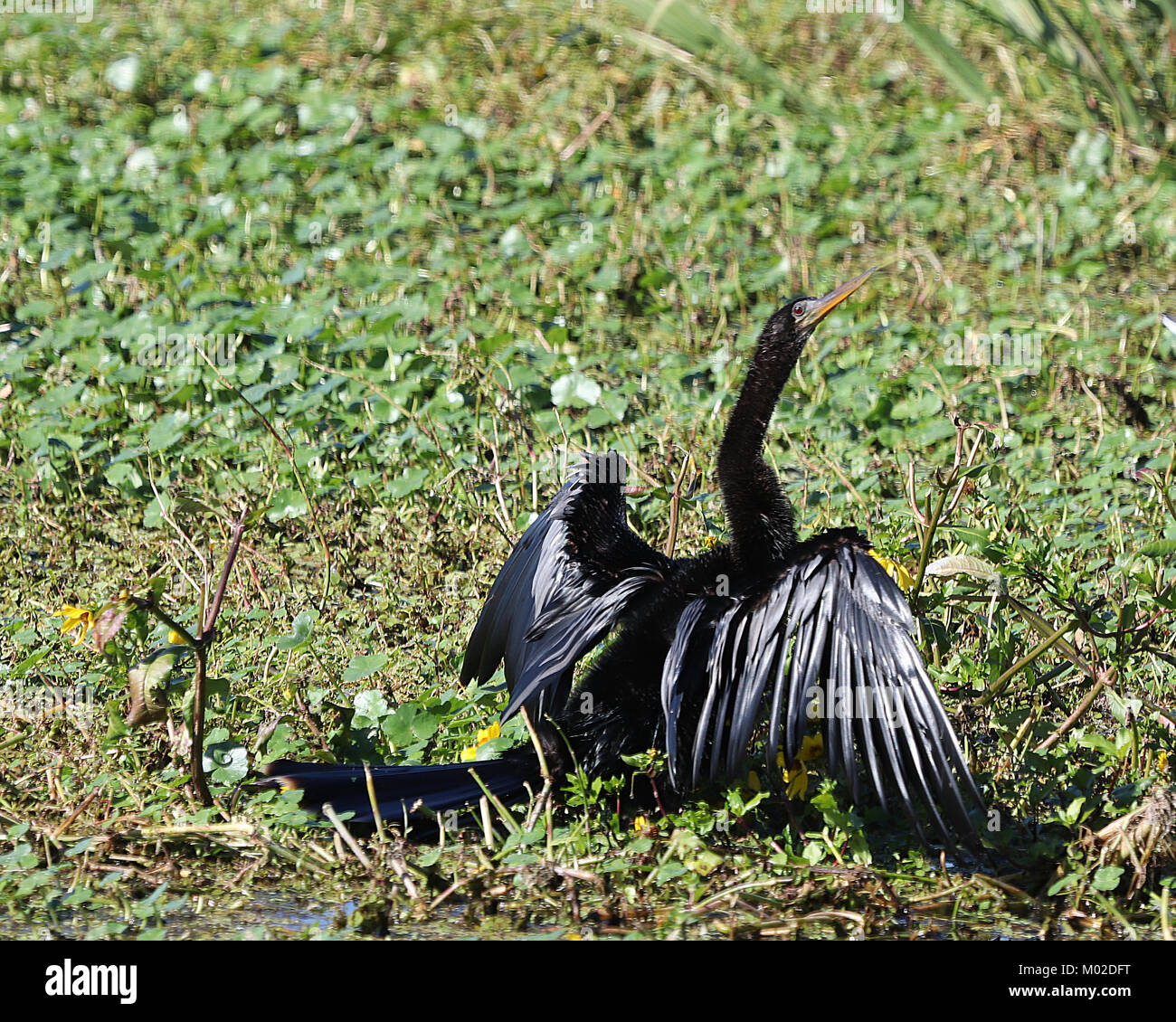 Snakebird drying wings hi-res stock photography and images - Alamy