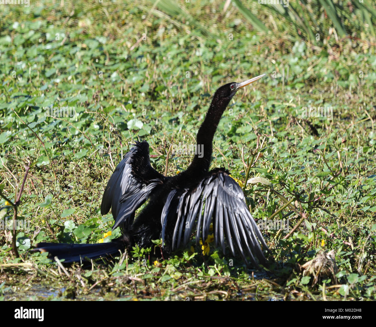 The Anhinga is often called snakebird due to the way it swims in rivers ...