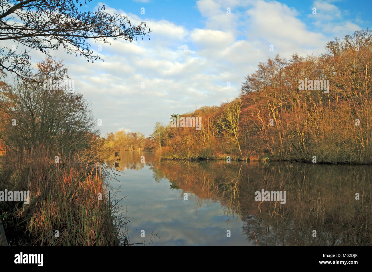 A view of a quiet corner of Salhouse Broad in winter on the Norfolk ...