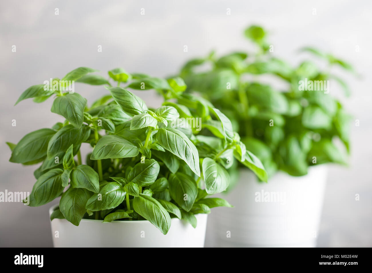 fresh basil herb in pot Stock Photo - Alamy