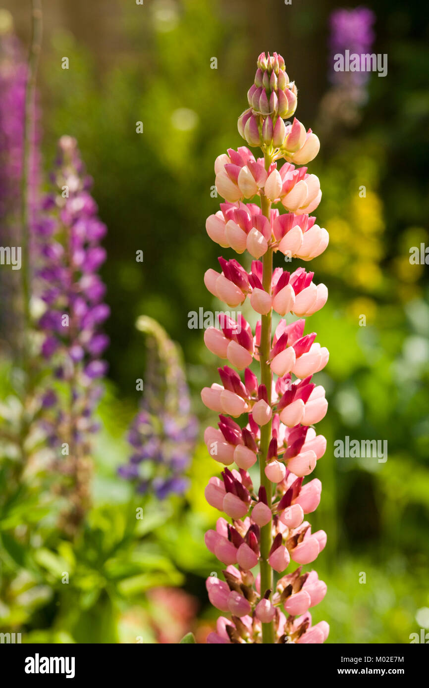 Lupin flower stem Stock Photo - Alamy