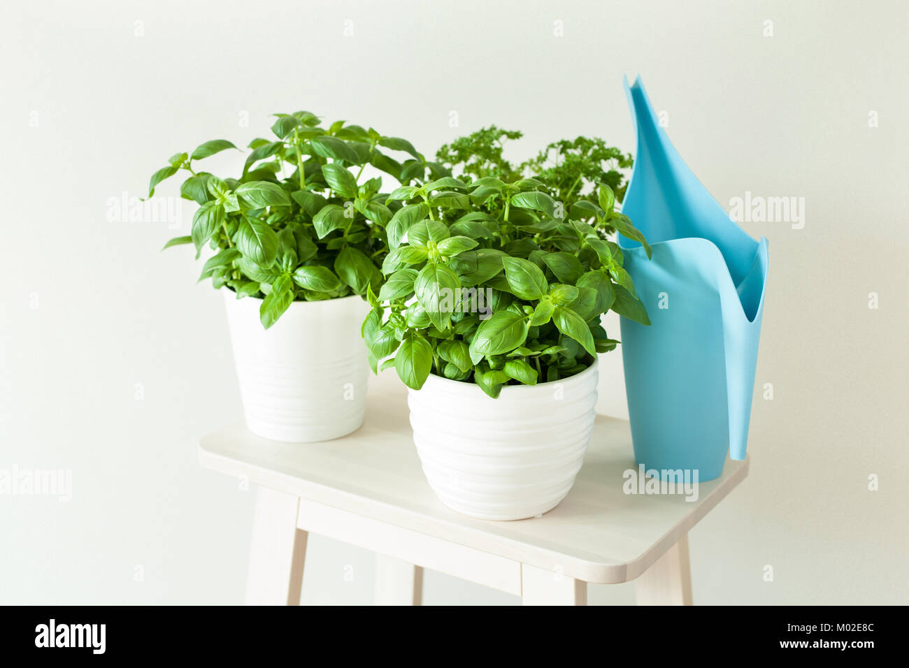 fresh basil and parsley herb in pot Stock Photo - Alamy