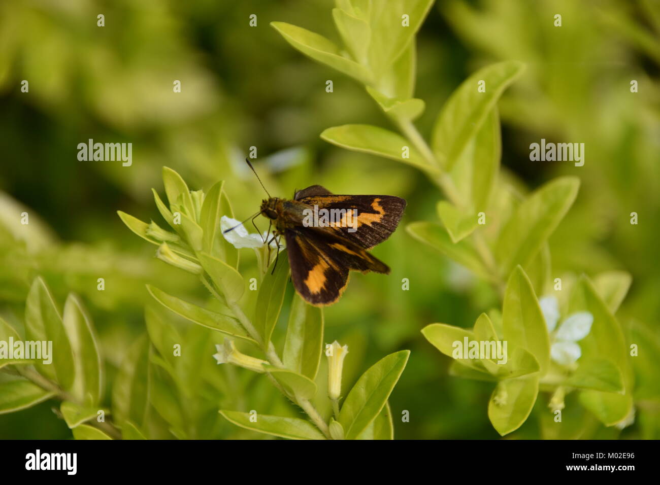 Lesser Dart (Potanthus omaha) skipper butterfly, Bedugul, Bali Stock ...