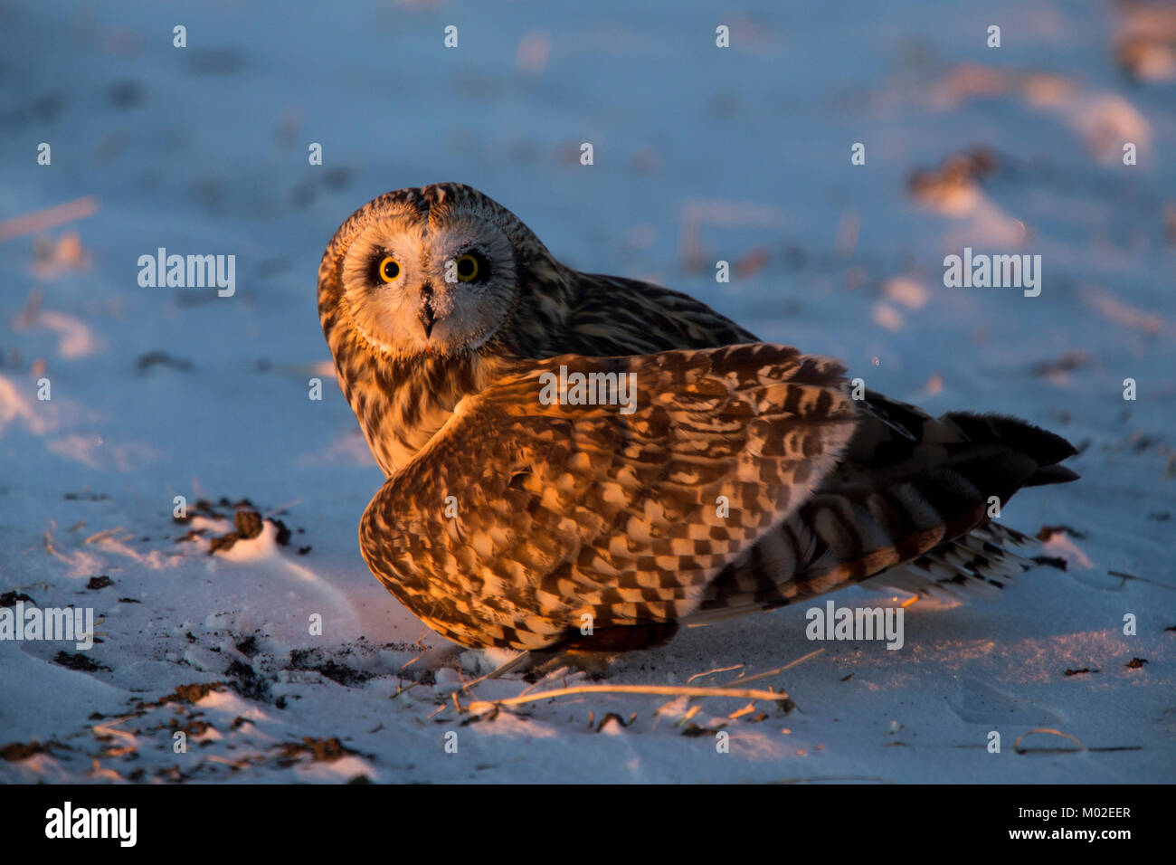 Injured Short Eared Owl broken Wing Winter Canada Stock Photo - Alamy