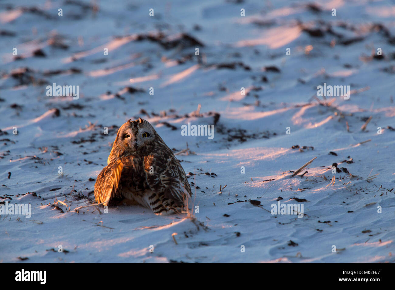 Injured Short Eared Owl broken Wing Winter Canada Stock Photo - Alamy