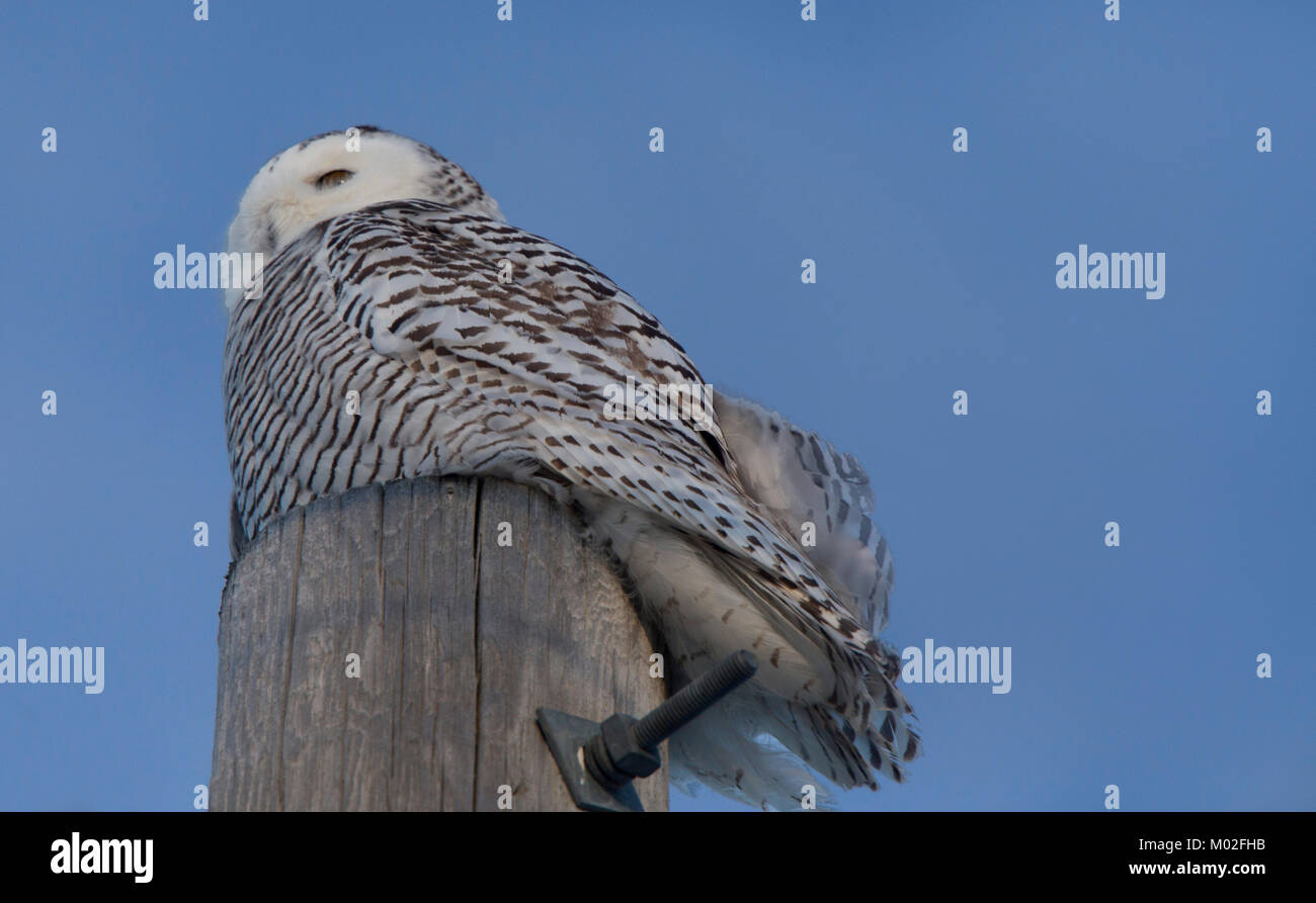 Owl on pole hi-res stock photography and images - Alamy