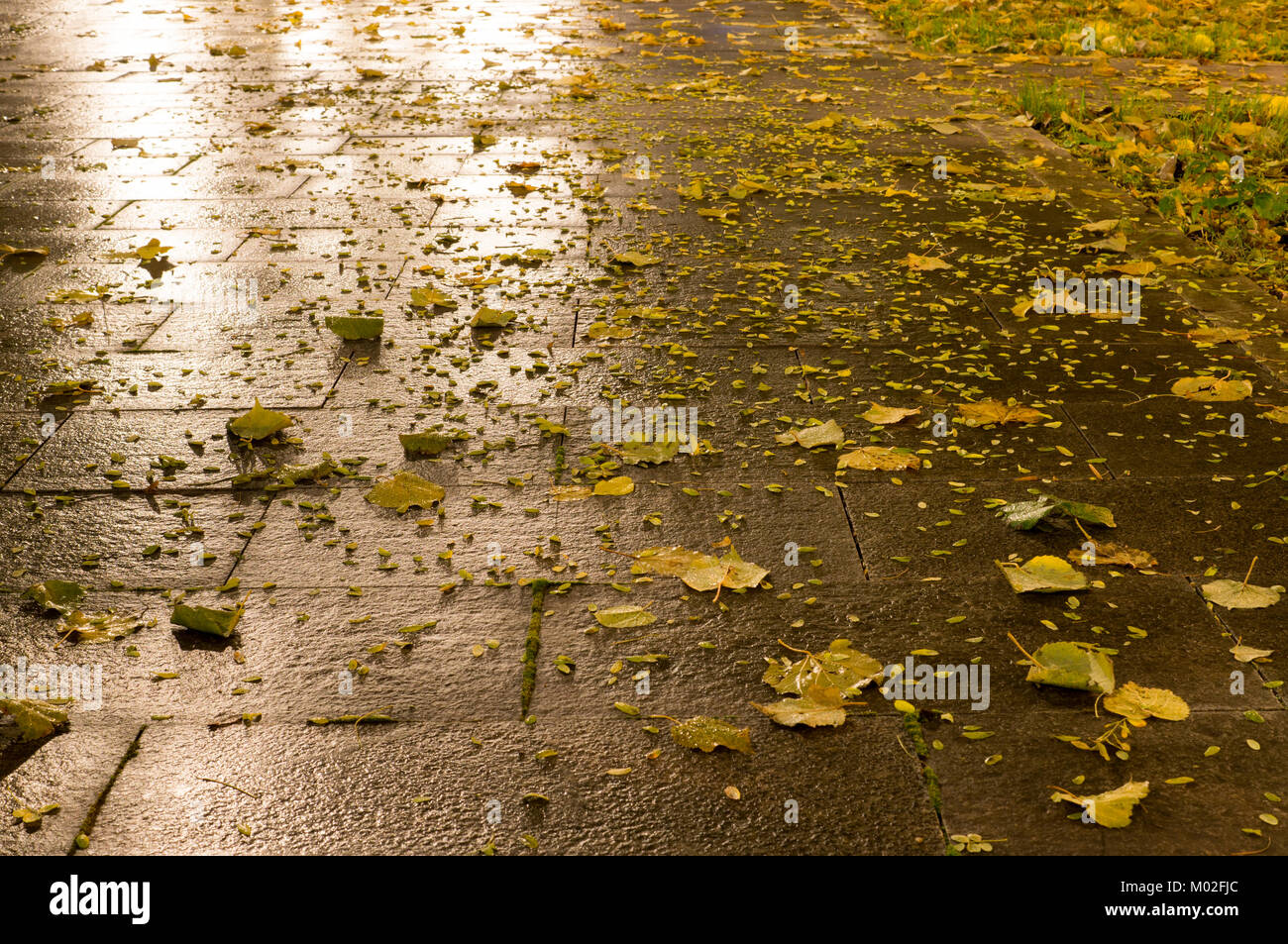 wet tiled park ground at autumn night. background Stock Photo - Alamy