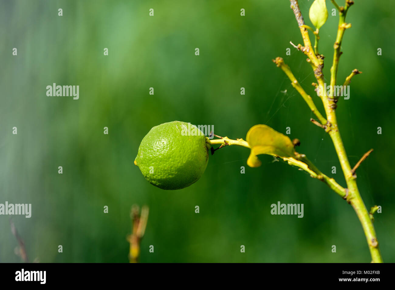 Bright colorful nature outdoor image of a single isolated lemon hanging ...