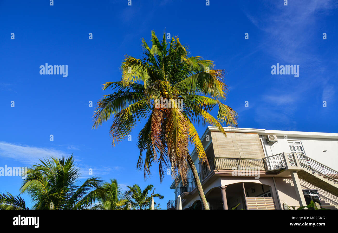 Top of coconut tree under blue sky in Grand Baie, Mauritius Islands ...