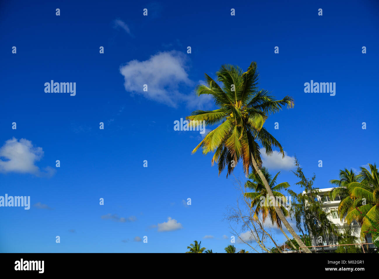 Top of coconut tree under blue sky in Mahebourg, Mauritius Islands ...